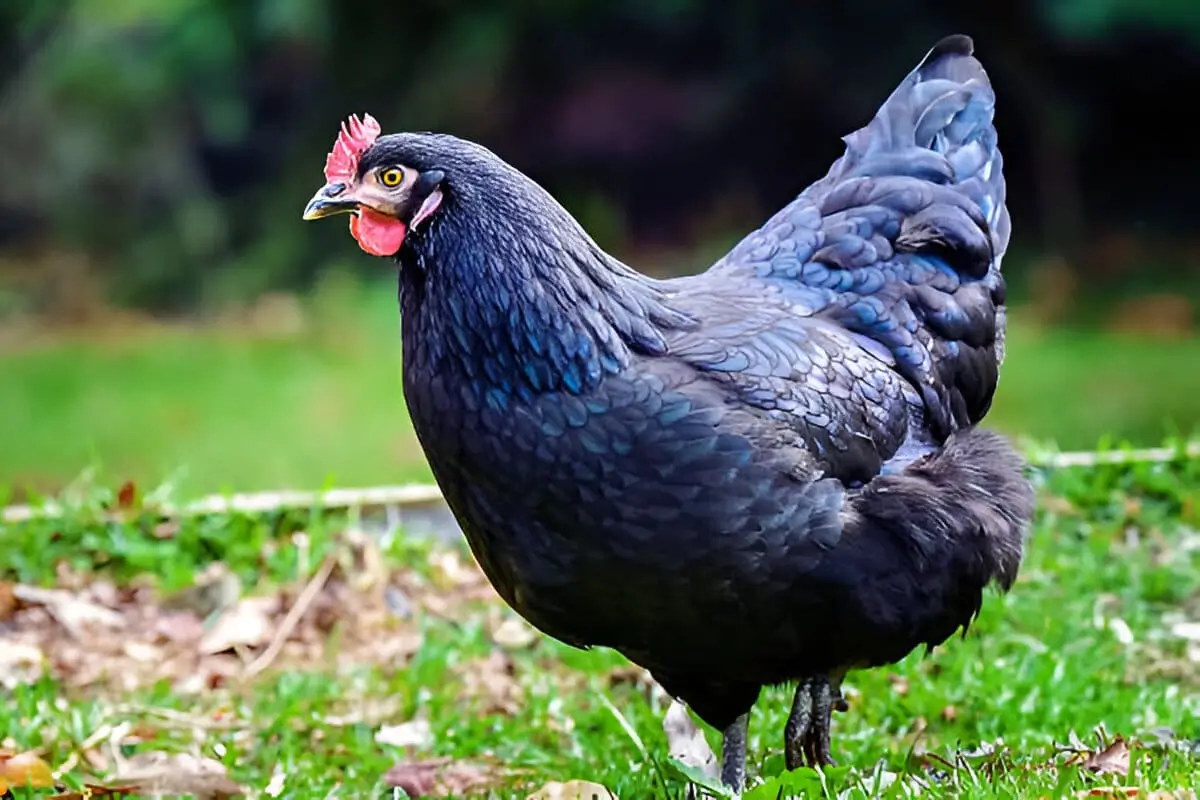 Blue Australorp Chicken : Characteristics, Care