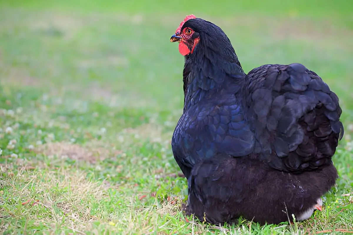 Blue Australorp Chicken : Characteristics, Care